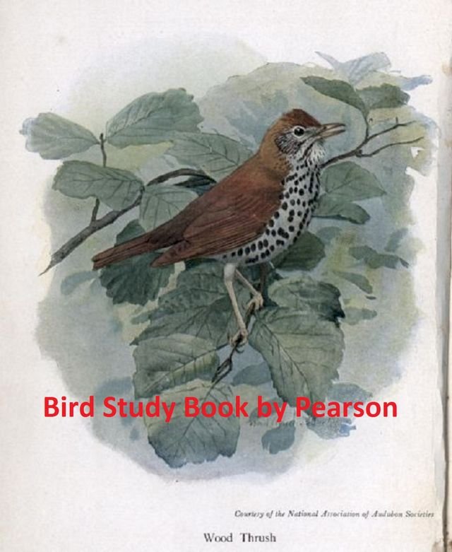 Bird Study Book - PChome 24h書店