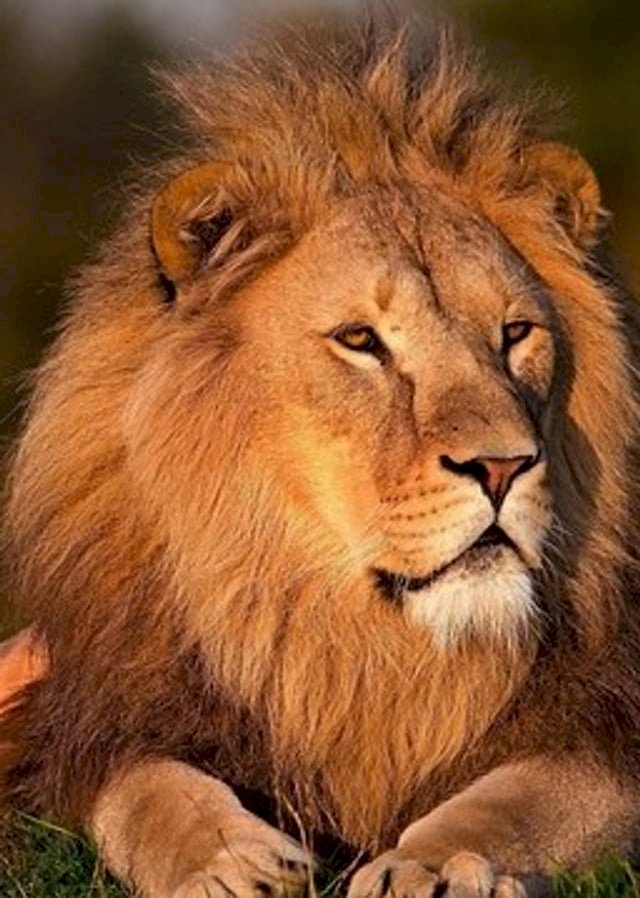 Le noble lion - PChome 24h書店